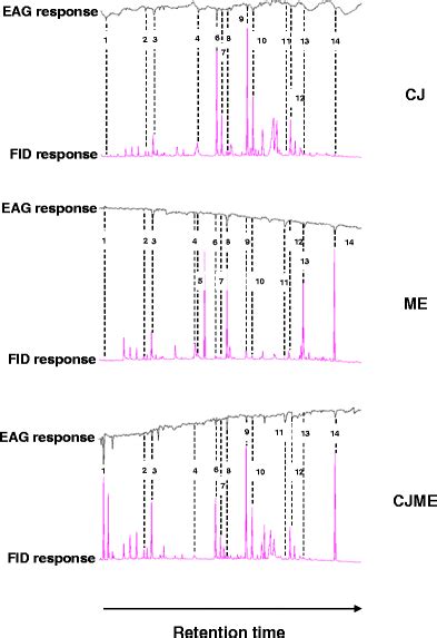 Coupled Gc Eag Analysis Showing Antennal Response Of Female Macrosiphum Download Scientific