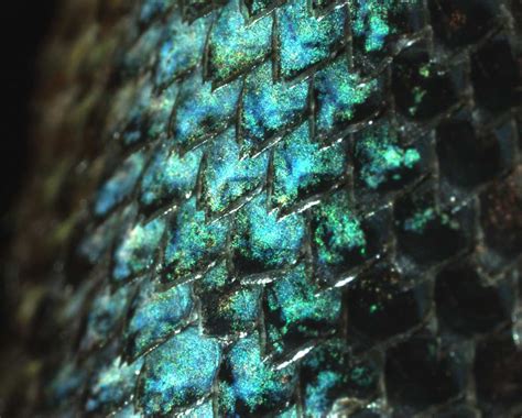 Yes Lizards Have Their Own Holiday Learn Why They Add Color To Our World