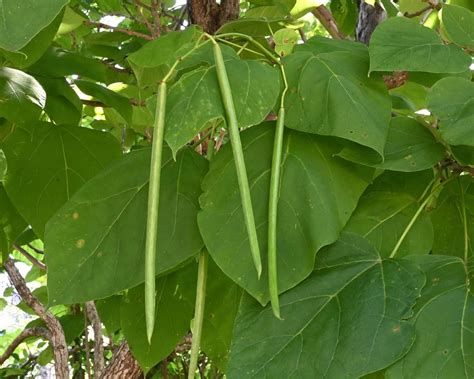 Cz Grain 50 Catalpa Plant Seeds Beautiful Tree Chile Ubuy