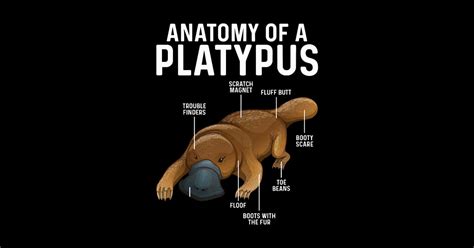 Anatomy Of A Platypus Lover Platypuses Platypus Sticker Teepublic