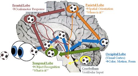 Visual Processing Richmond Va Virginia Neuro Optometry