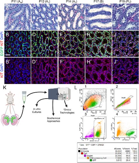 Fluorescence Activated Cell Sorting Facs Based Isolation Of Millions Download Scientific