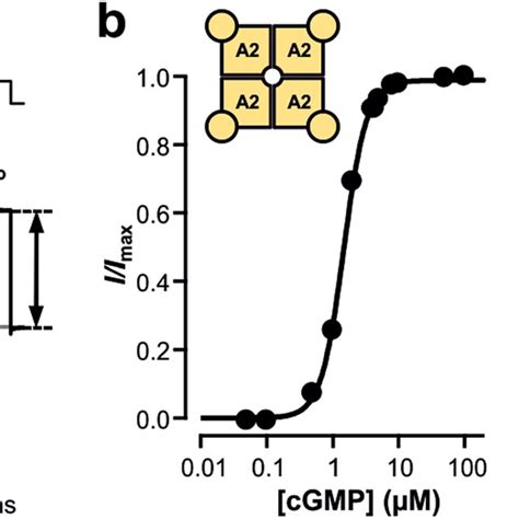 Current Measurement And Concentration Activation Relationships In Download Scientific Diagram