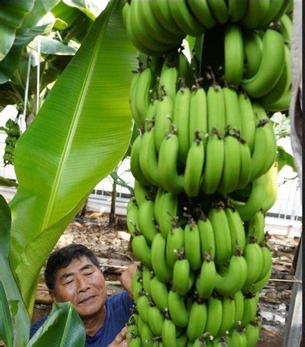 해남에서 파파야 바나나 파인애플 재배기후변화 실감 네이버 포스트