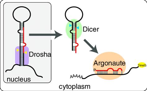 Mirna Biogenesis Pathway Imperfect Hairpin Rnas Are Cleaved By The Download Scientific Diagram
