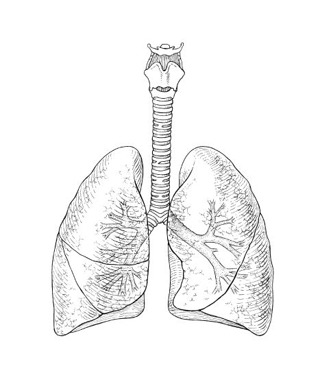 Lung Anatomy Diagram Quizlet