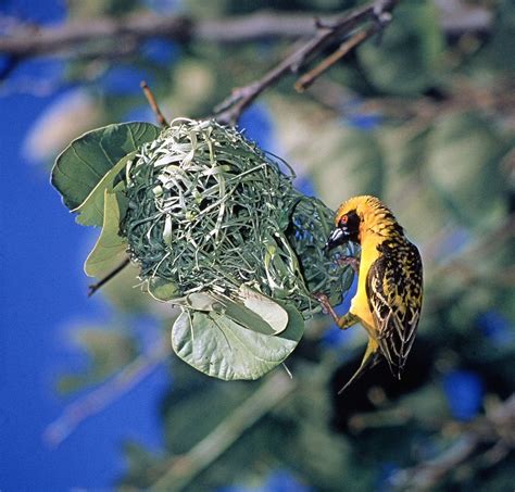 Weaver Nesting Habits Social Behavior And Plumage Britannica
