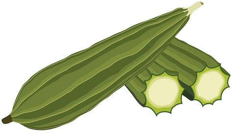 Premium Vector Green Luffa Vegetable Illustration Isolated On White