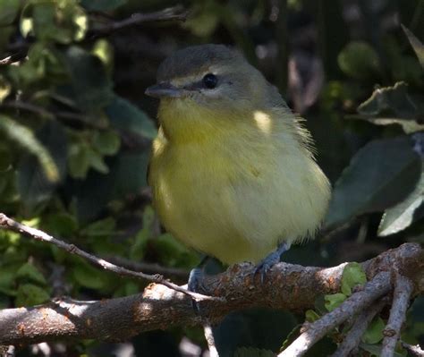 Philadelphia Vireo San Diego Bird Spot