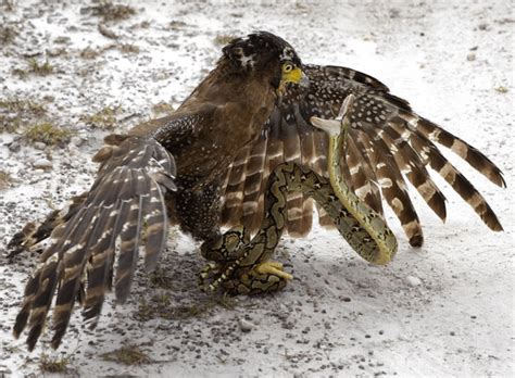 Eagle Versus A Python Rpictures