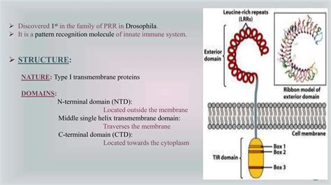 Pathogen Recognition Receptors Prrs And Pathogen Associated Molecular