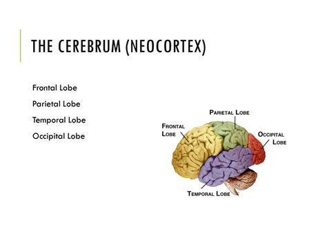 Rachel L Kongshaug Pt Mpt Pcs Jennie Amaral Pt Dpt Ppt Download