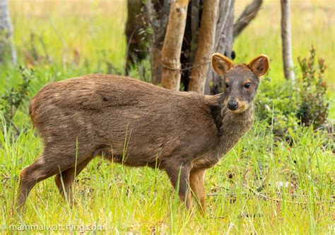 Parque Tepuhueico Chiloe Island Chile November 2023 Mammal Watching