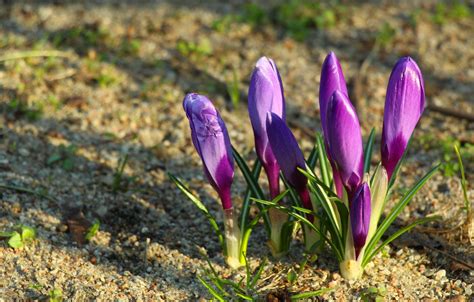 집 밖의 각성 간 경치 계절 계절의 변화 관상용 식물 꽃 꽃봉오리 꽃이 피는 꽃잎 난색 다년생 땅 보라색 크 로커 스 봄 봄 기간 봄 꽃