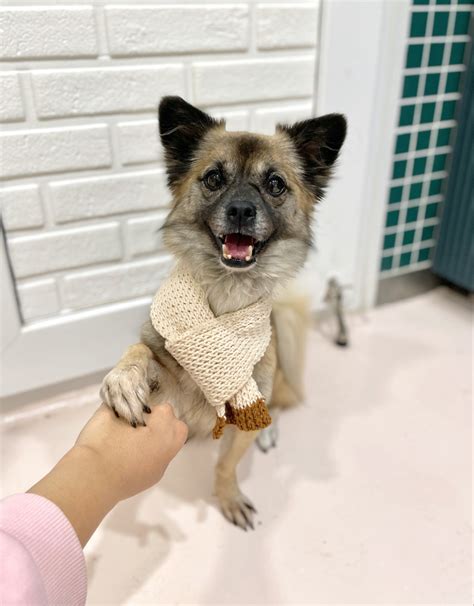 믹스견 모랑이 강아지 책임분양♥ 아이조아 유기방지입양 파양 강아지보호소 고양이보호소 무료분양센터