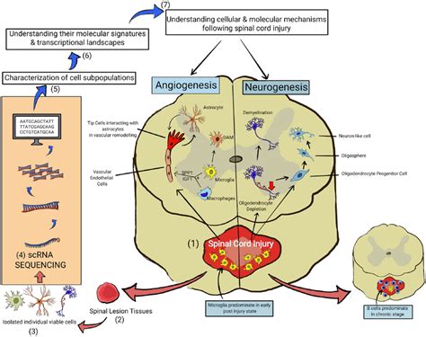 Insights Into Single Cell Rna Sequencing In Cellular Dynamics And Download Scientific Diagram