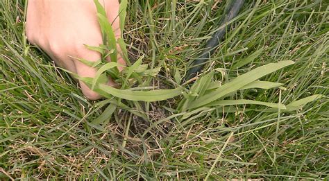 How To Get Rid Of Rye Grass An Ultimate Guide My Heart Lives Here