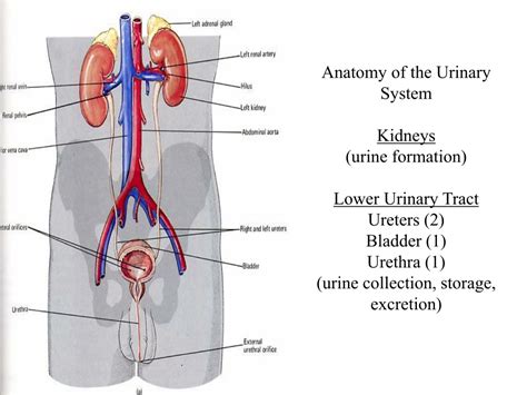 Urinary Tract Anatomy Female