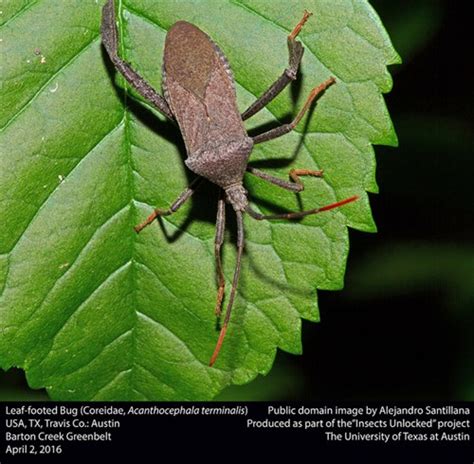 Is It A Kissing Bug Or A Leaf Footed Bug Celestron