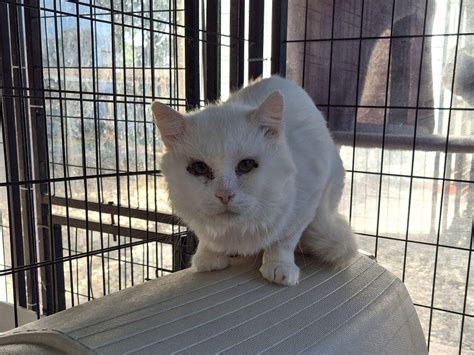 Bigio Pfotenfreunde Sardinien E V