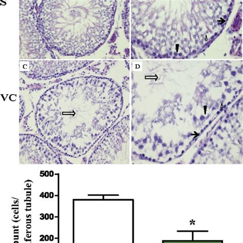 Expressions Of C Kit And Stem Cell Factor Scf In Rat Testis Tissue In Download Scientific