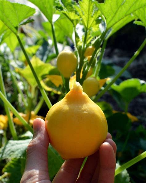 7 Ways To Get Rid Of Squash Bugs Naturally The Seasonal Homestead