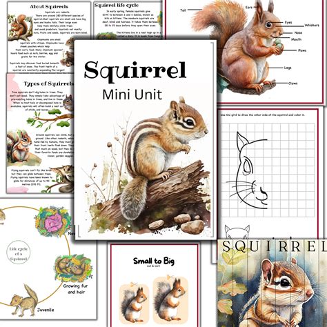 Squirrel Unit Study Squirrel Life Cycle Squirrel Anatomy Fall Unit