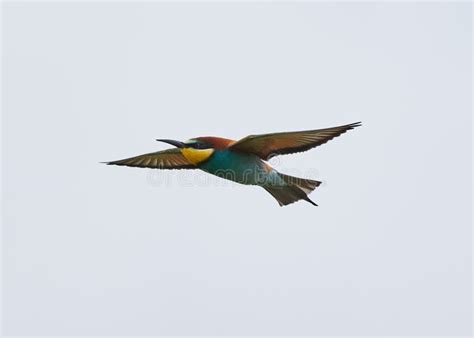 Bee Eater Bird Gliding Stock Image Image Of Merops 319028971