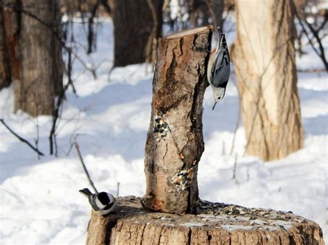 Backyard Bird Feeders Assiniboine Park Conservancy