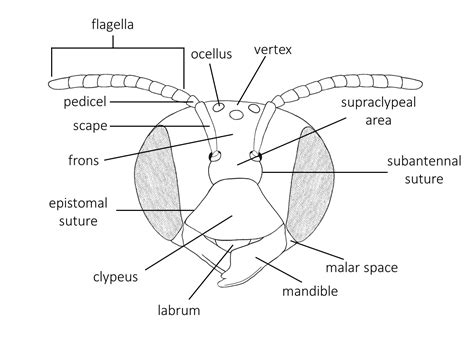 Bee Morphology Exotic Bee Id