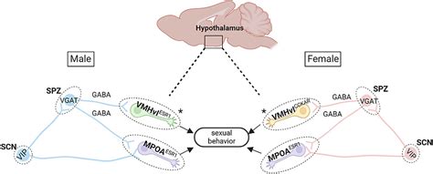 Frontiers A Time For Sex Circadian Regulation Of Mammalian Sexual And Reproductive Function