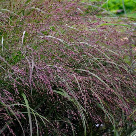 Switch Grass Heavy Metal Panicum Virgatum Heavy Metal