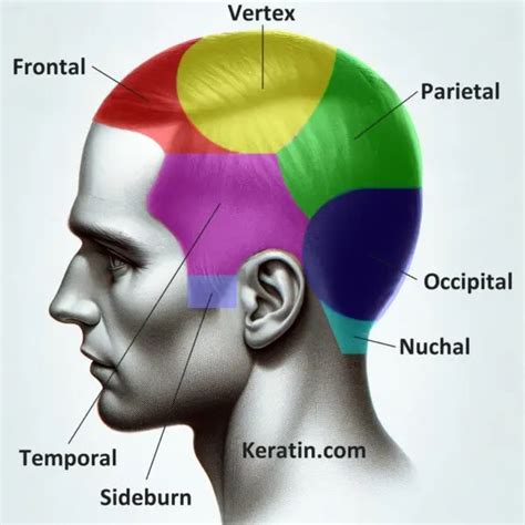 Examination Of Scalp Disorders Understanding The Different Regions Of The Scalp