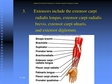 Chapter 6 Muscular System Ppt Download