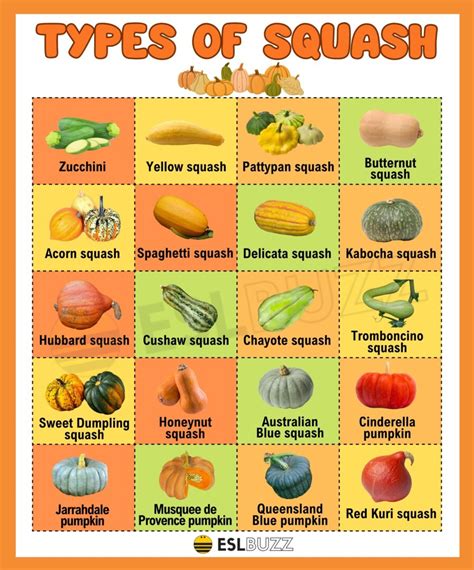 Types Of Squash To Squash Your English Vocabulary Today Eslbuzz