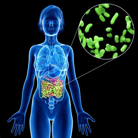 A New Connection Gut Bacteria May Play A Role In Diabetes