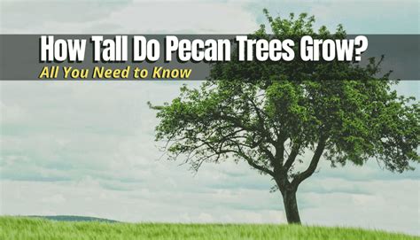 How Tall Do Pecan Trees Grow The Backyard Pros