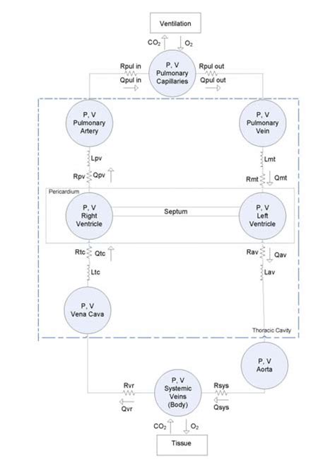 Closed Loop Model Of The Cardiovascular System Download Scientific