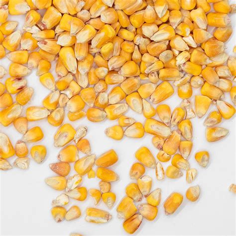 Kennedy Wild Whole Maize