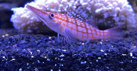 Long Nose Hawkfish Chillin Album On Imgur