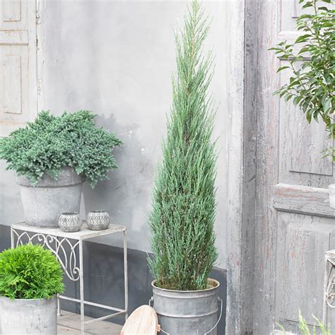 Ienupar Columnar Albastru De Munte Blue Ivory Verdena Verdena