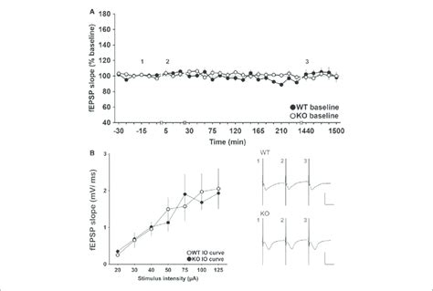 Basal Synaptic Transmission And Inputoutput Io Properties Are