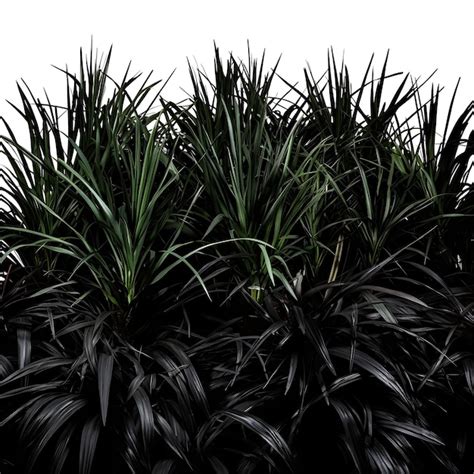 Premium Photo Black Mondo Grass Dark Almost Black Foliage Leafy Grass Crea Isolated On White