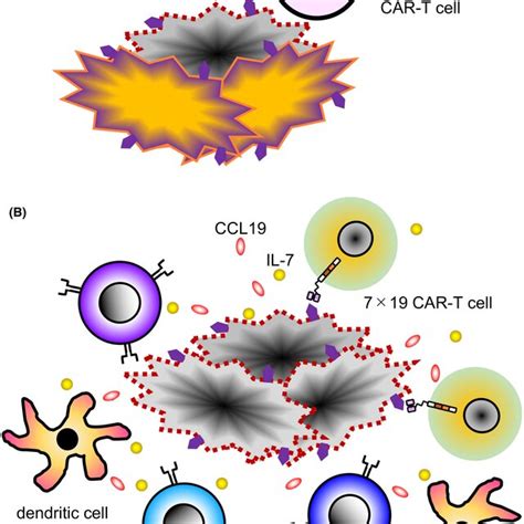 Cooperation With Recipient Inherent Immune Cells Induced In The 7 × 19 Download Scientific