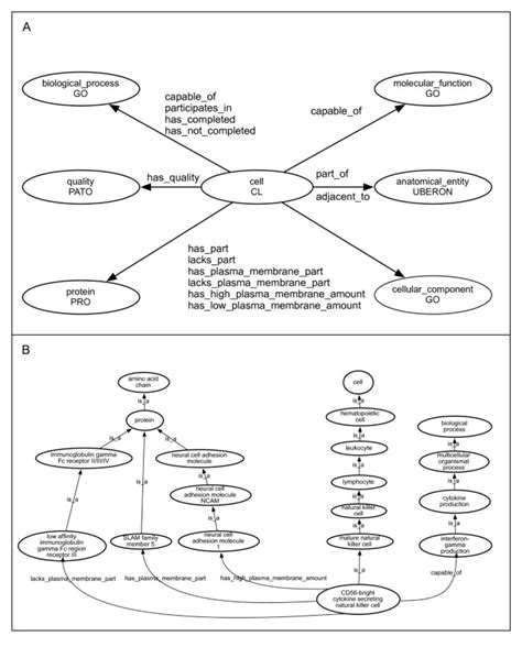Logical Development Of The Cell Ontology BMC Bioinformatics Full Text