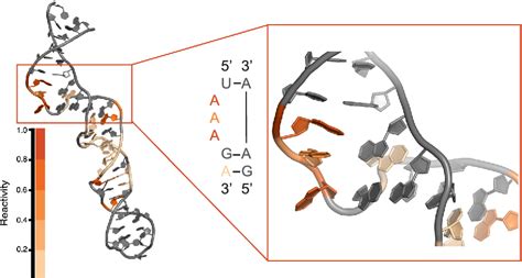 Figure 4 From Transcriptome Wide Probing Reveals Rna Thermometers That Regulate Translation Of