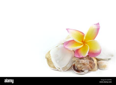 Hawaii Aloha Lei Beach Cut Out Stock Images And Pictures Alamy