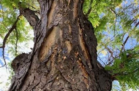 Locust Tree Losing Leaves In Summer At Troy Musselman Blog