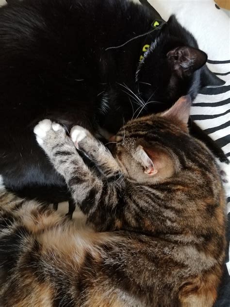 Img 20240526 183203 Sofia Vienna Flickr