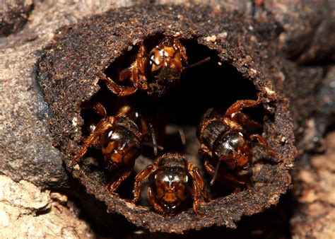 Bee Vs Wasp Vs Hornet 15 Ways To Identify Differences Compared The